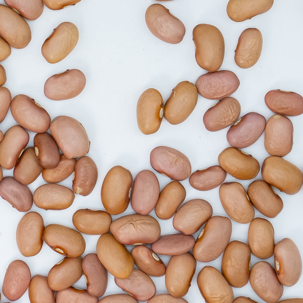 FRIJOL ROSA AMERICANO – Negro Mostaza