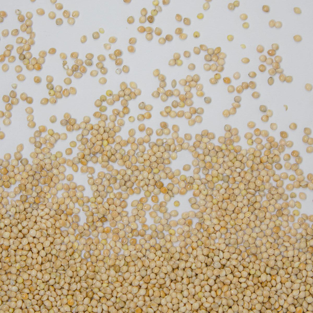 MIJO BLANCO – Negro Mostaza