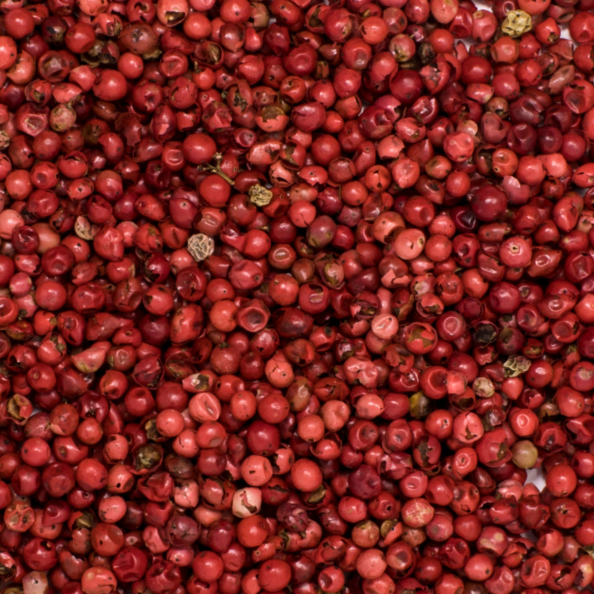 PIMIENTA ROJA – Negro Mostaza