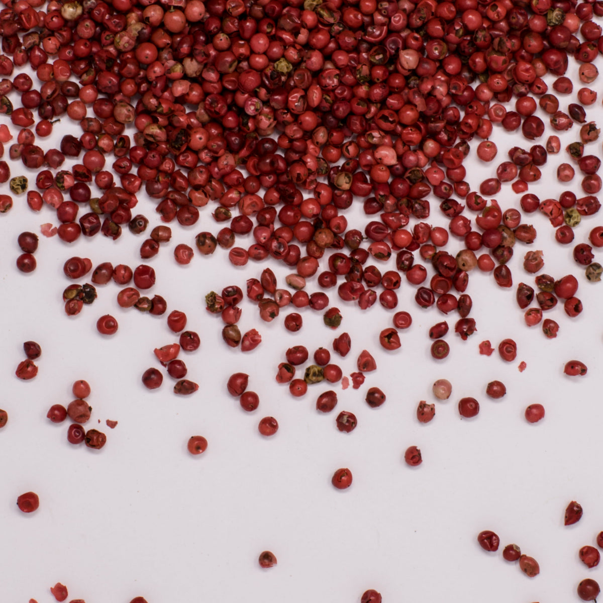 PIMIENTA ROJA – Negro Mostaza