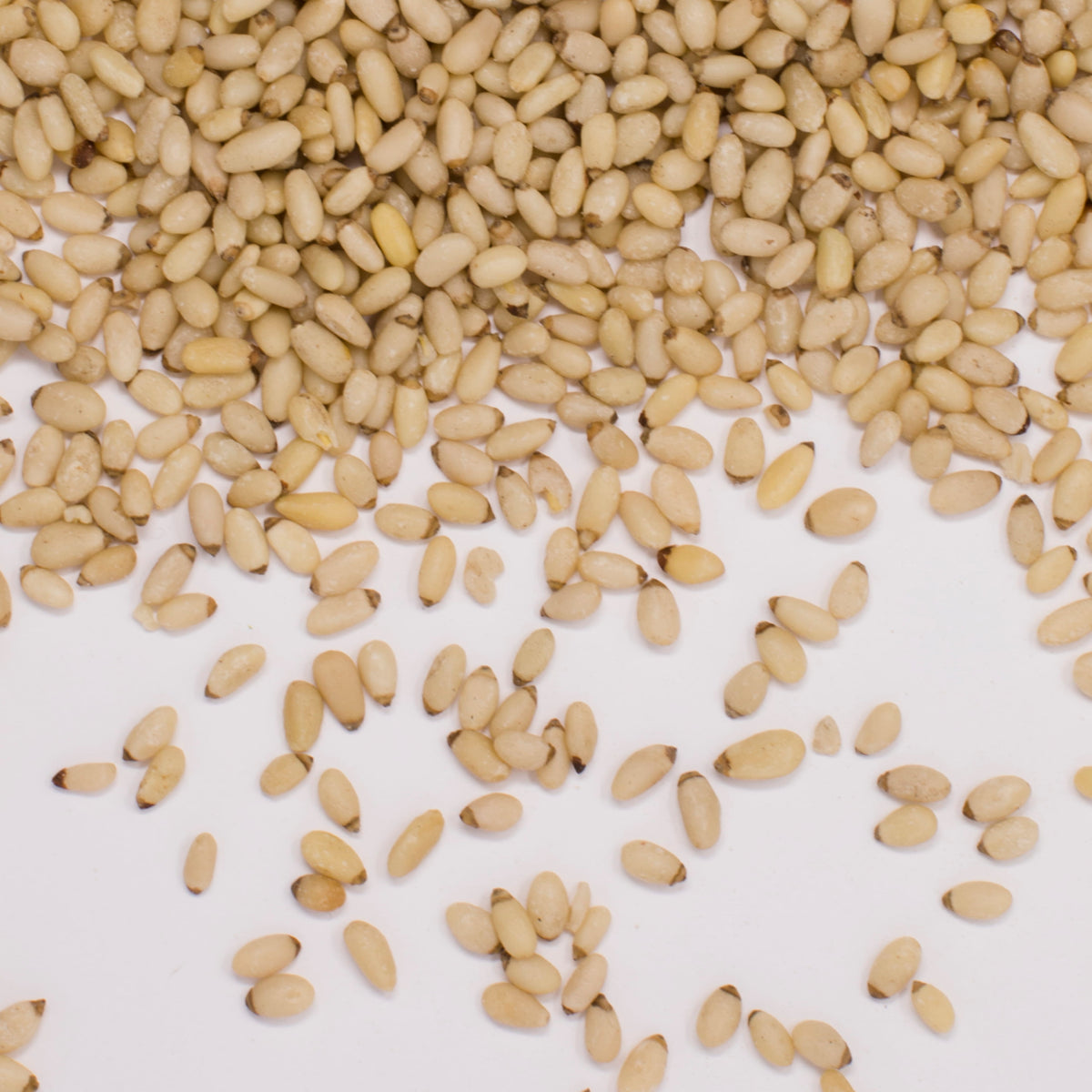 PIÑÓN BLANCO – Negro Mostaza